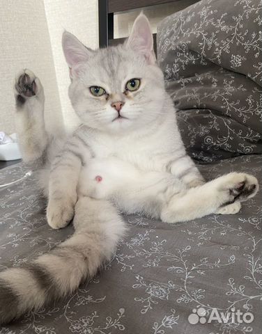 Котик на вязку