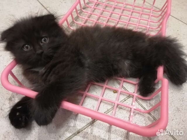 Вислоухая кошечка
