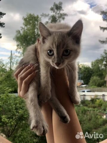 Кошка