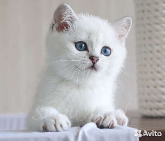 Серебро котики британские