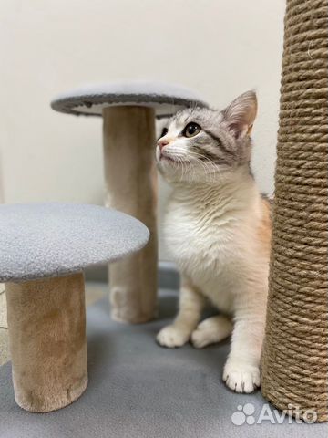 В добрые руки особенная кошечка