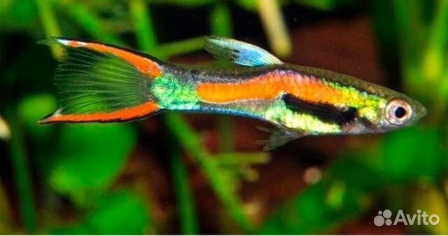 Аквариумные рыбки
