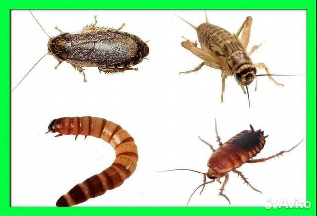 Кормовые насекомые