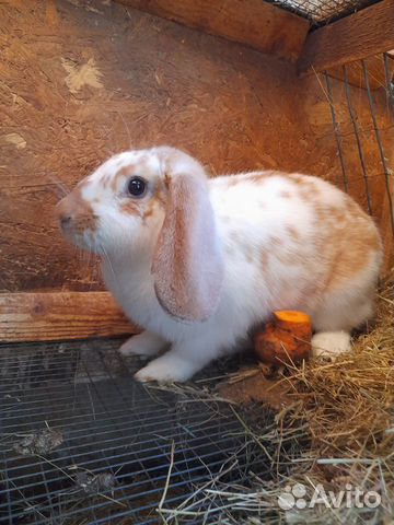 Продам кролика
