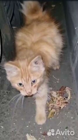 Котенок жалобно плачет под машиной