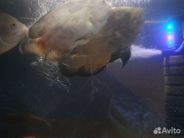 Продам астронотусов