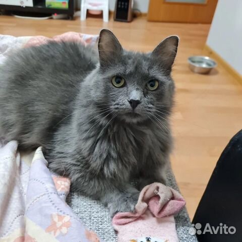 Кошка-малышка в добрые руки