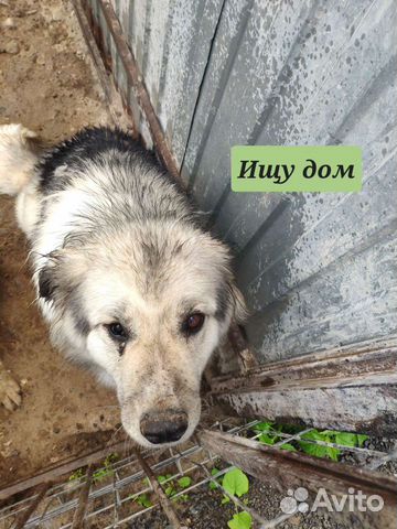 Собака Шурочка