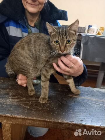 Кошка в добрые руки