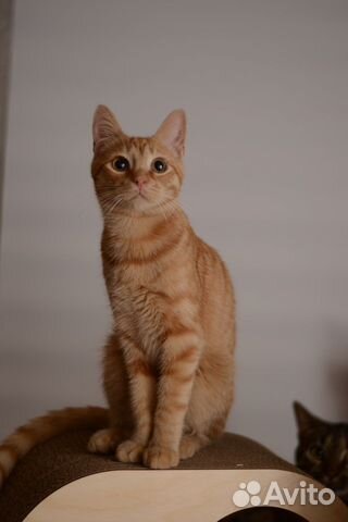 Котик Читос 7 мес