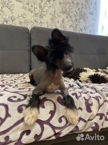 Мальчик, абсолютный голыш