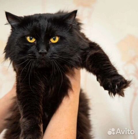 Котик