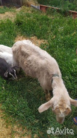 Козы козлята