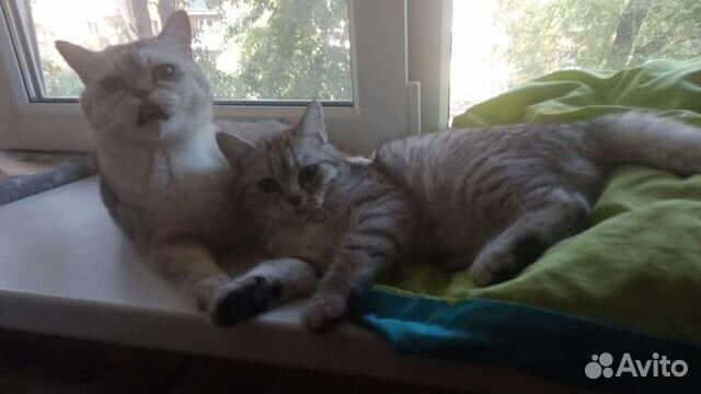 Кошки в добрые руки породистые