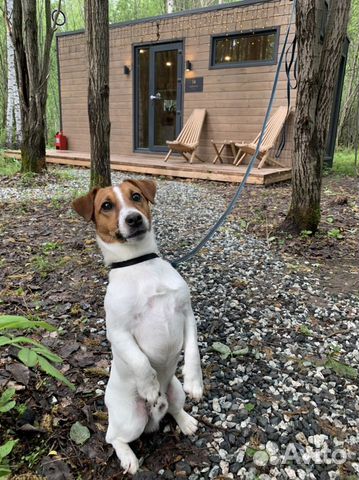 Вязка джек рассел терьер