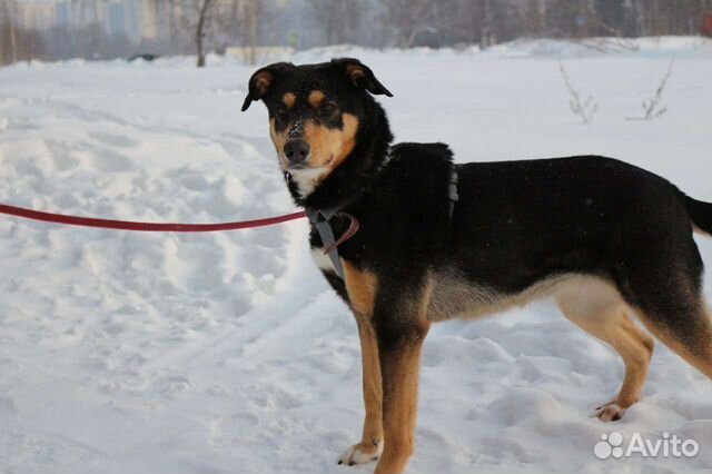 Собаки в дар бесплатно