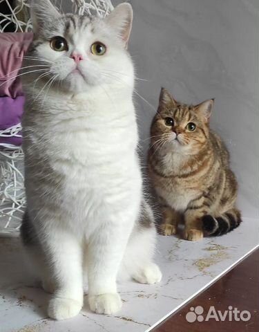 Шотландские котик и кошечка