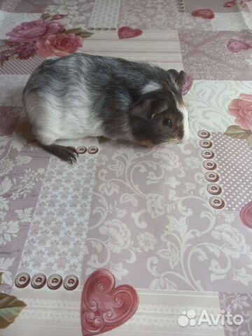 Морская свинка скинникариер