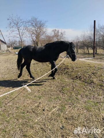 Лошадь