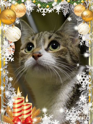 Кроткая деликатная кошечка Мия 1,5 года ищет дом