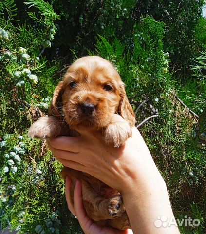 Английский Кокер-спаниель