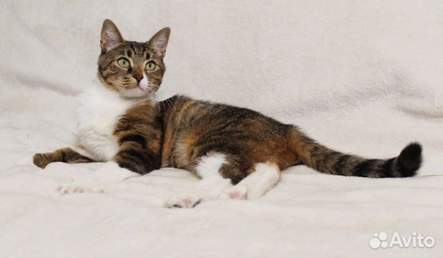 Нежнейшая кошка Ялта