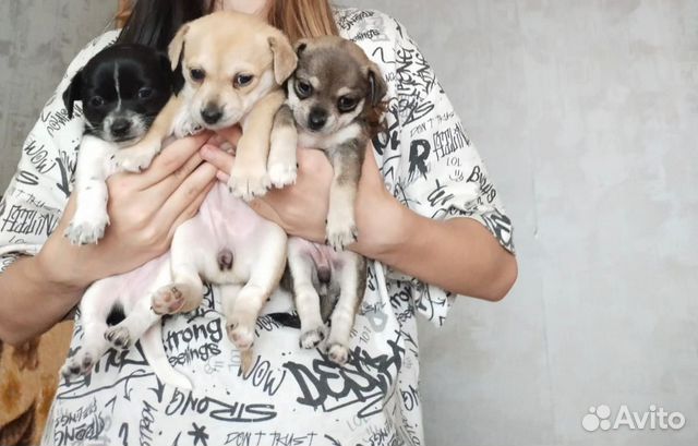 Отдам в добрые руки щенков
