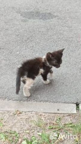 Малыши в поисках заботы и защиты