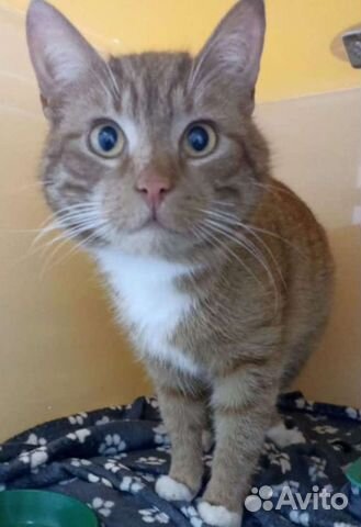 Котик 3 года