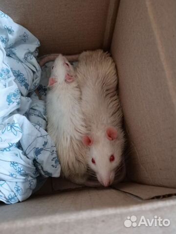 Крыса альбинос