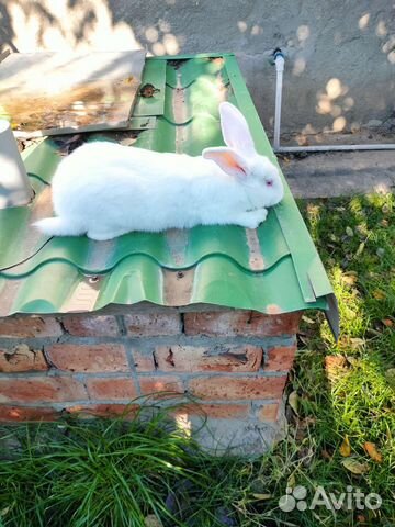 Кролики нзк