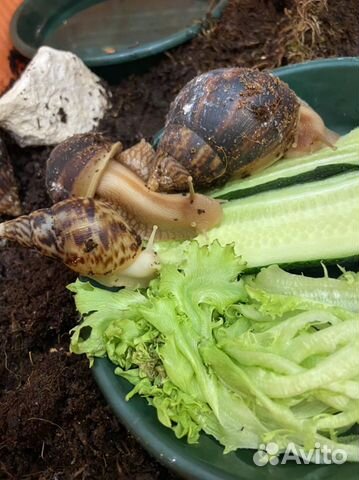 Улитки Ахатины