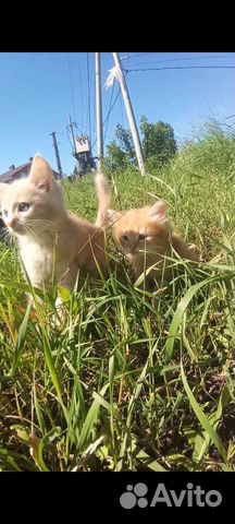 Отдам котят в добрые руки