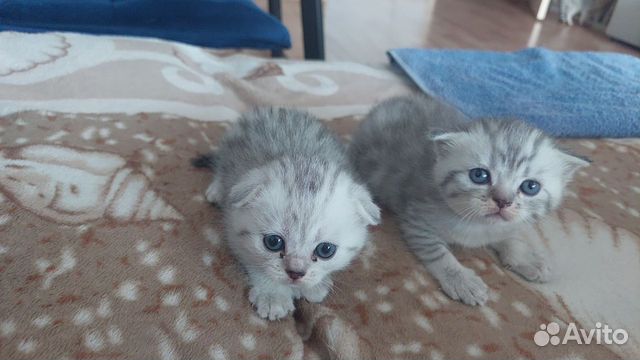 Шотландские вислоухие