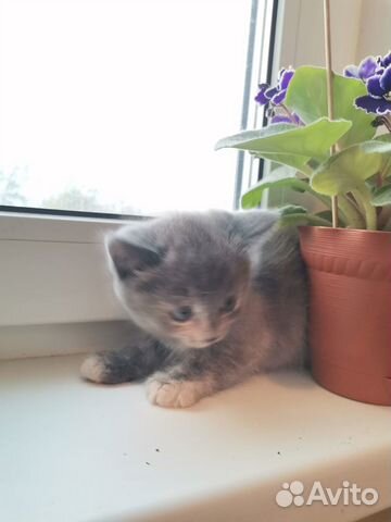 Милые котята бесплатно