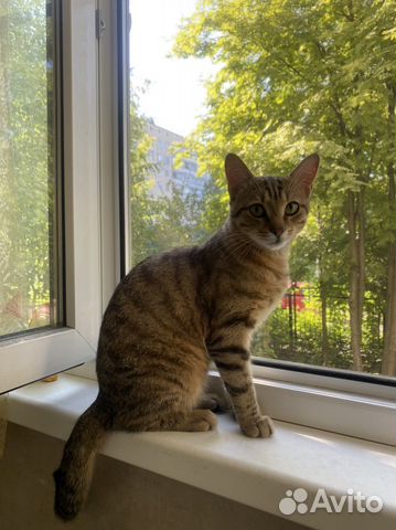 Молодой кот