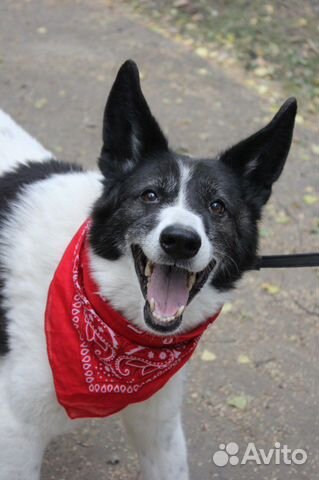 Добрый парень Тимон заслуживает хозяина