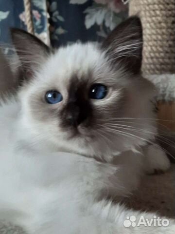 Бирманские котята (Священная бирма)