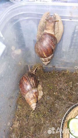 Улитки ахатины