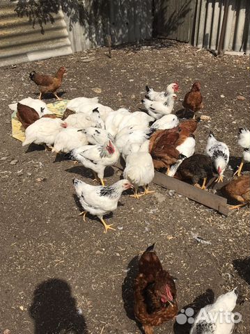 Молодые куры несушки