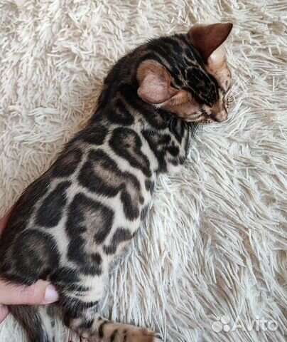 Бенгальские котята с родословной