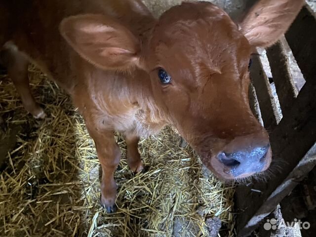 Продам телку