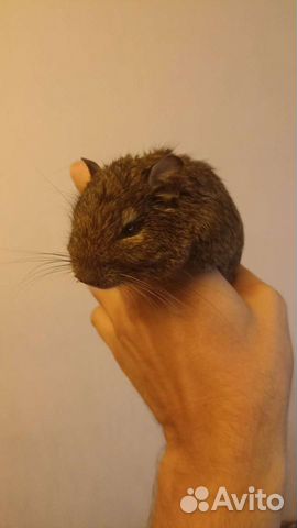 Дегу кустарниковая Чилийская белка