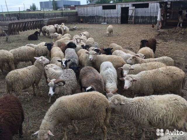 Овцы, бараны на курбан байрам