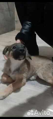 Девочка 3 мес стерилизацию гарантируем