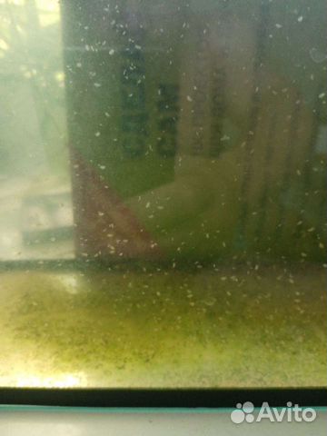 Дафния моина