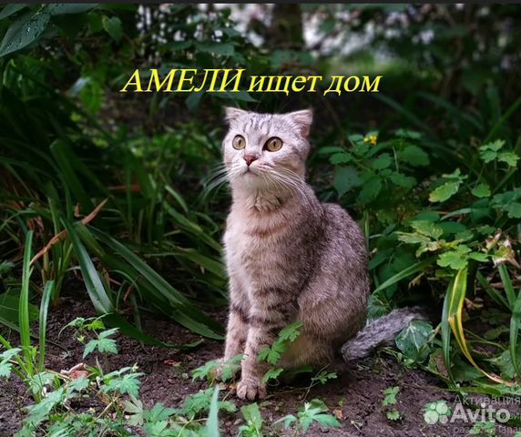 Кошечка Амели