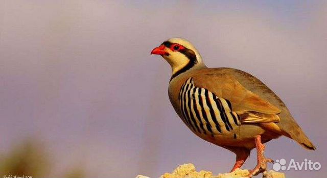 Продаю кеклик Самку