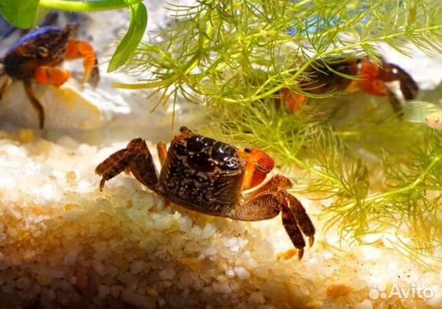 Мангровый краб