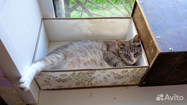 Тётушка Грейси из.кошка стерильна,привита